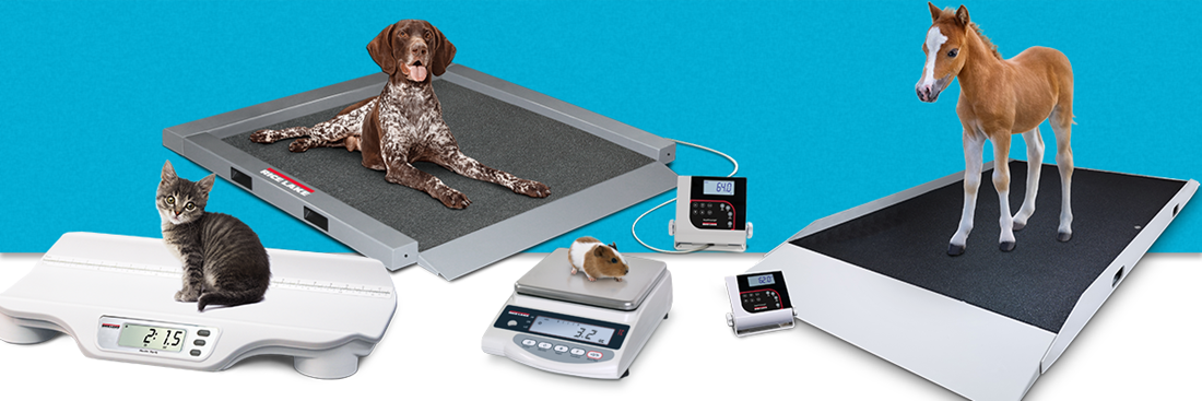Key Features of Animal Scales
